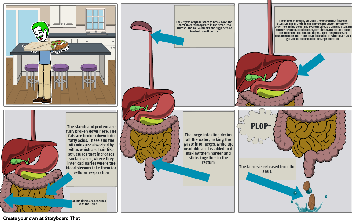 Digestive system Storyboard by 39832089