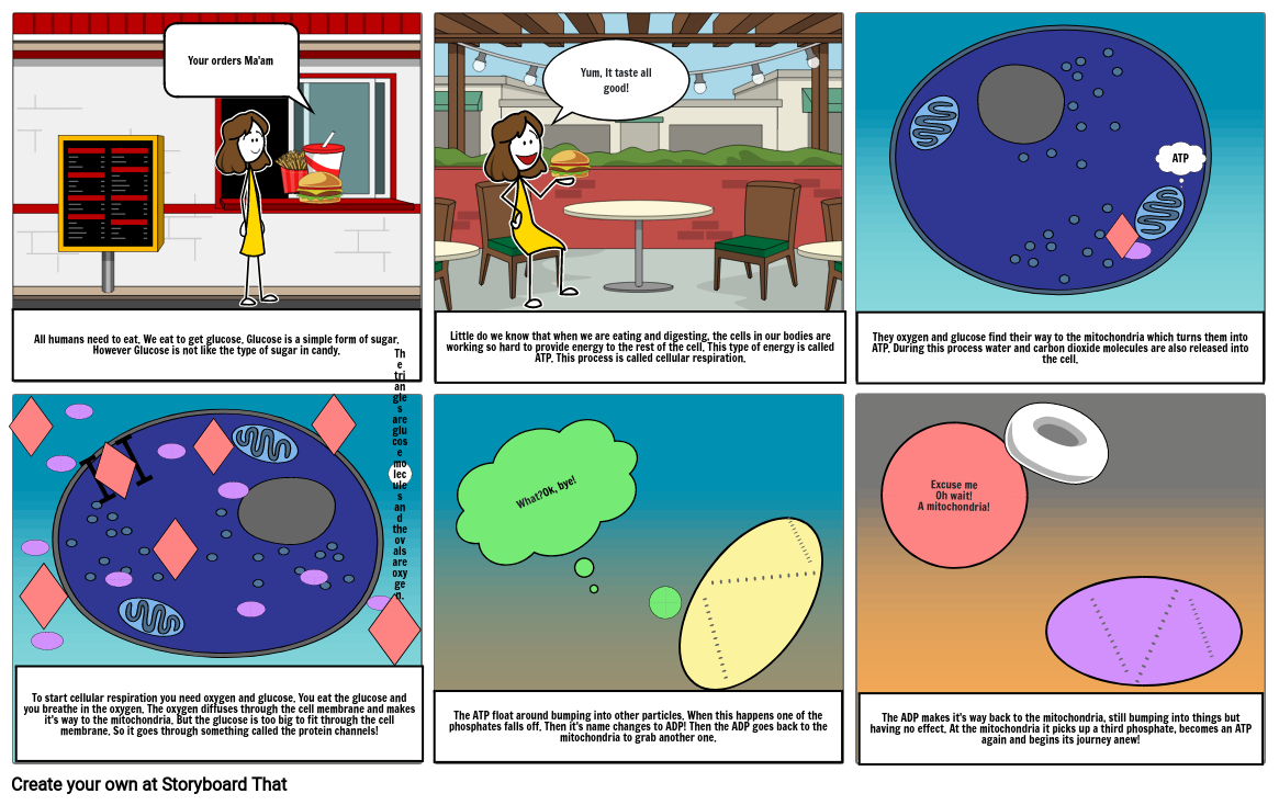Krebs Cycle Storyboard by 59a925fd