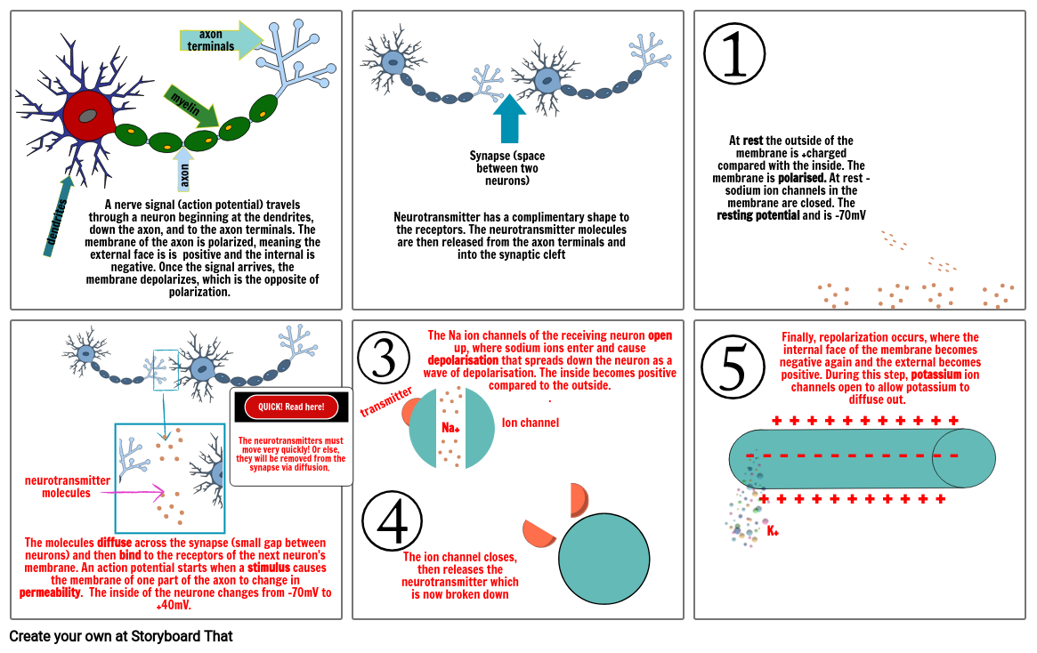 Nerve impulse Storyboard by 80f0d7fb