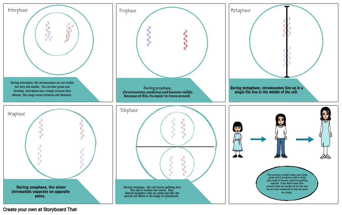 Mitosis Shown By Kirby Classroom Mitosis Teaching