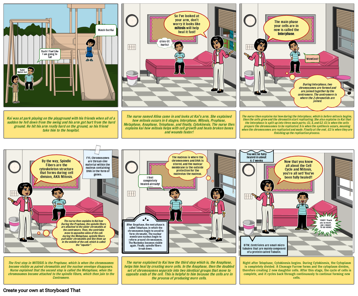 Cell Cycle & Mitosis Storyboard by 92823f5d