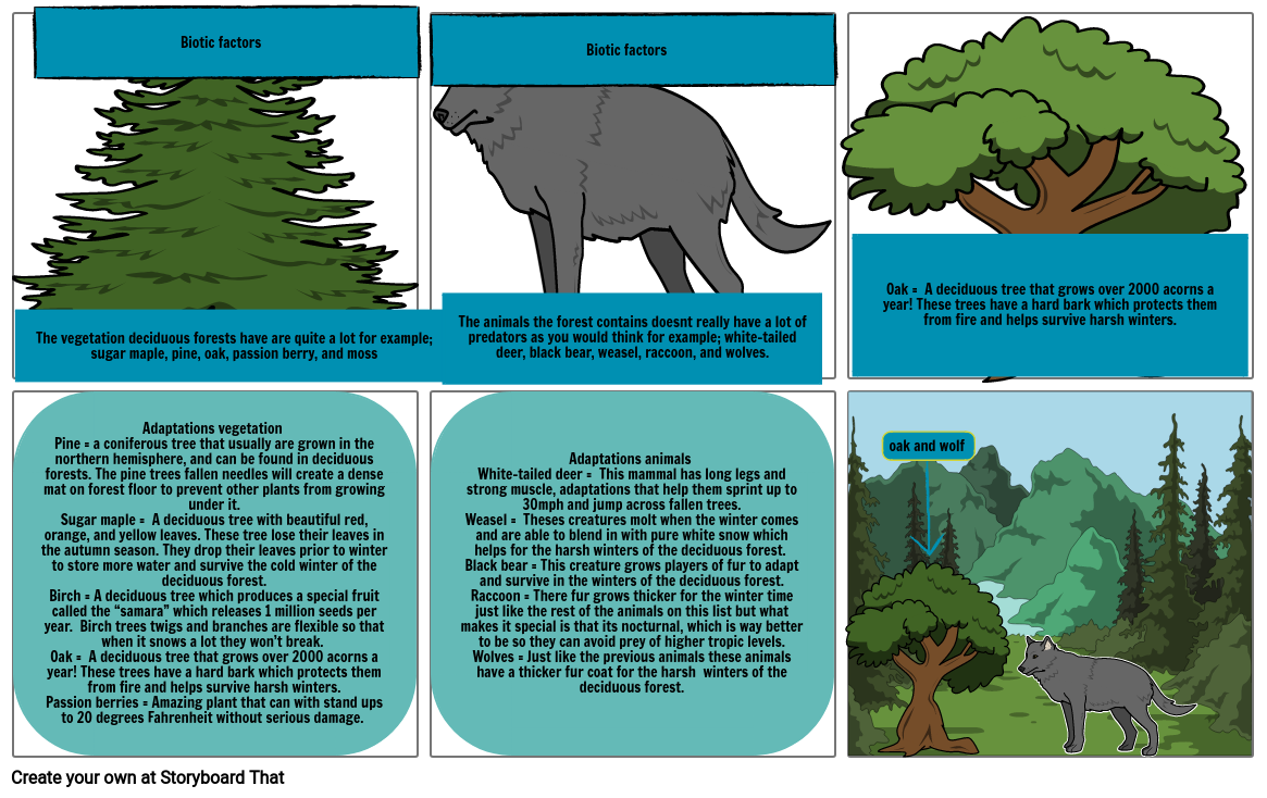 Deciduous forest project part 2 Storyboard by 9d5d6839