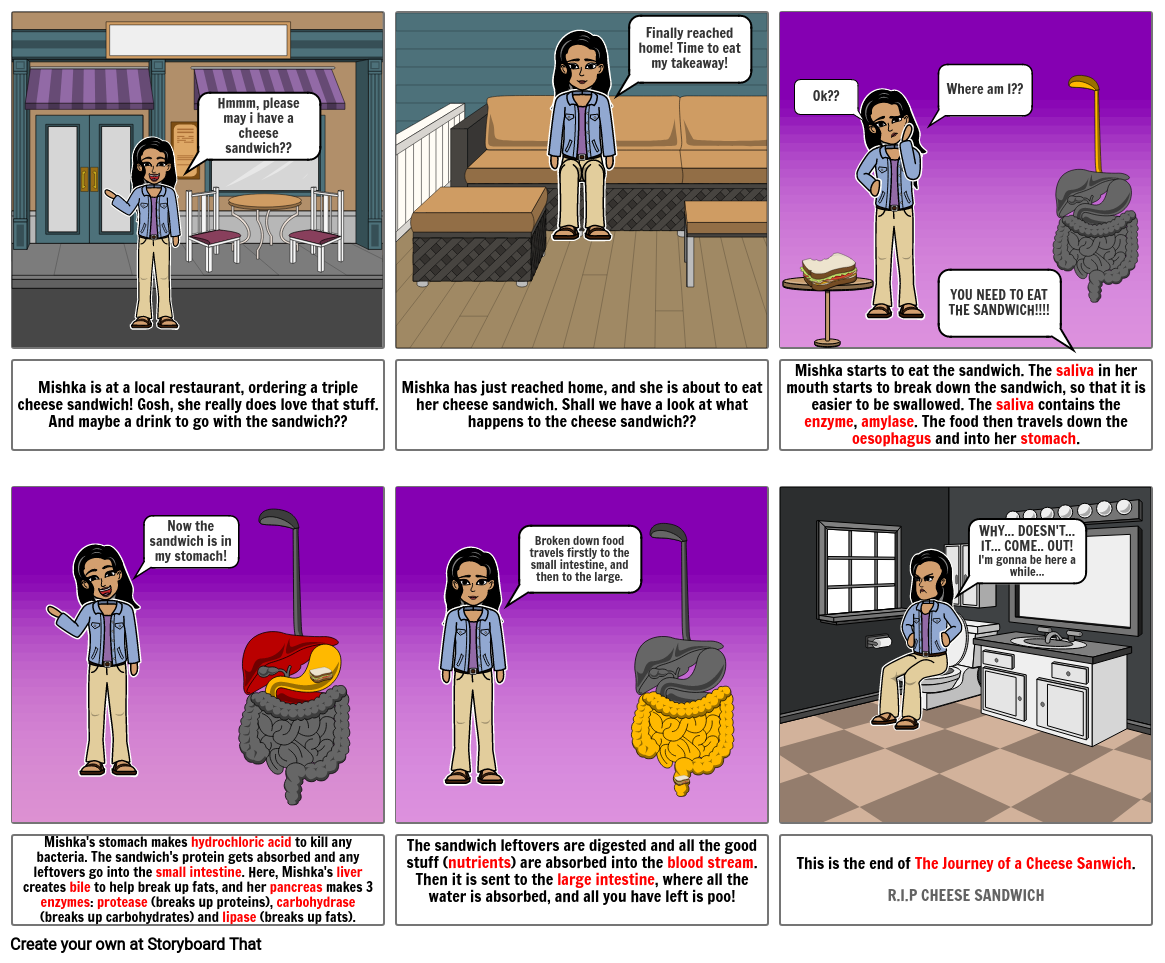 The Story of the Cheese Sandwich - Digestive System