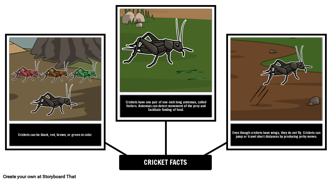 The Cricket in Times Square - Cricket Facts Storyboard