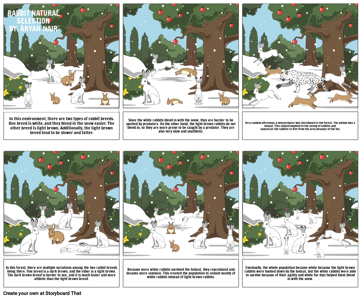 natural selection rabbit Storyboard by b09c8454