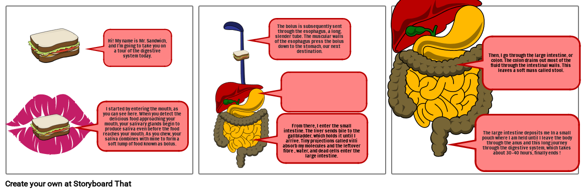 Digestive System Storyboard By Oliversmith Human Digestive System