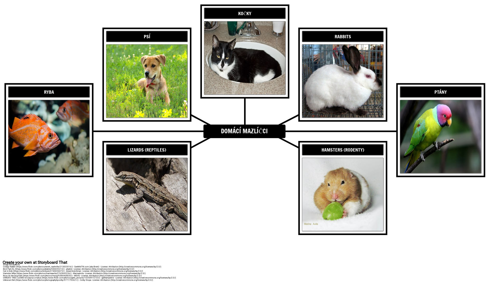 Spider Map - Domácí Zvířata Storyboard by cs-examples