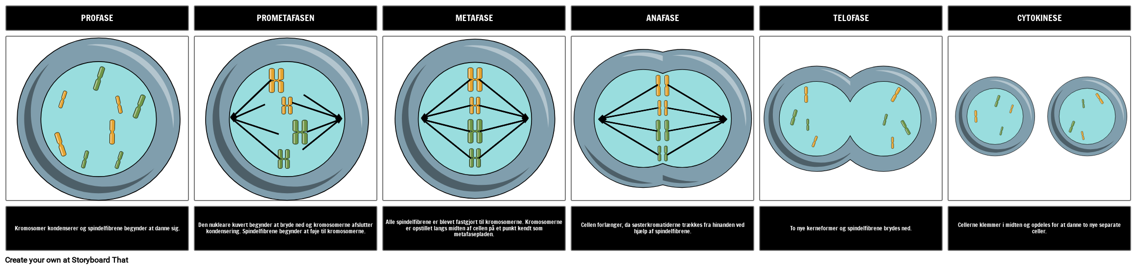 Cell Division Stages & Lektionsplan | Mitose Aktiviteter