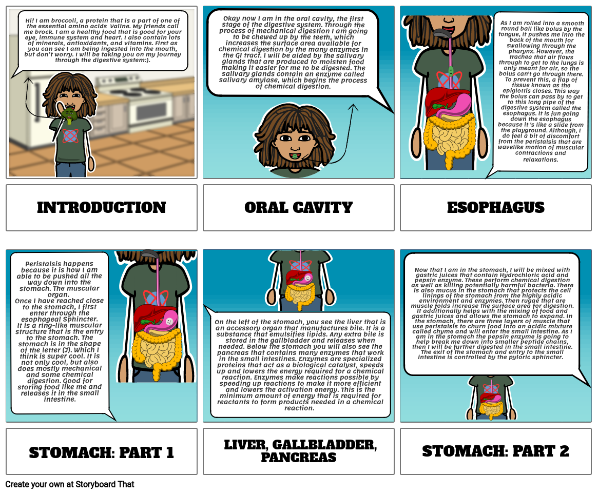 The Digestive System Storyboard By E18a35e1