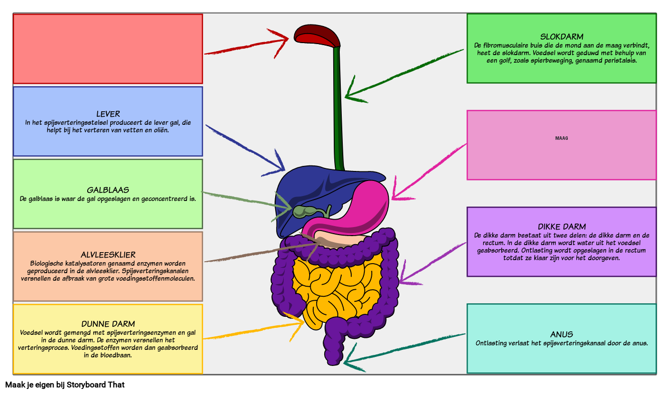 Spijsverteringsstelsel Stripverhaal
