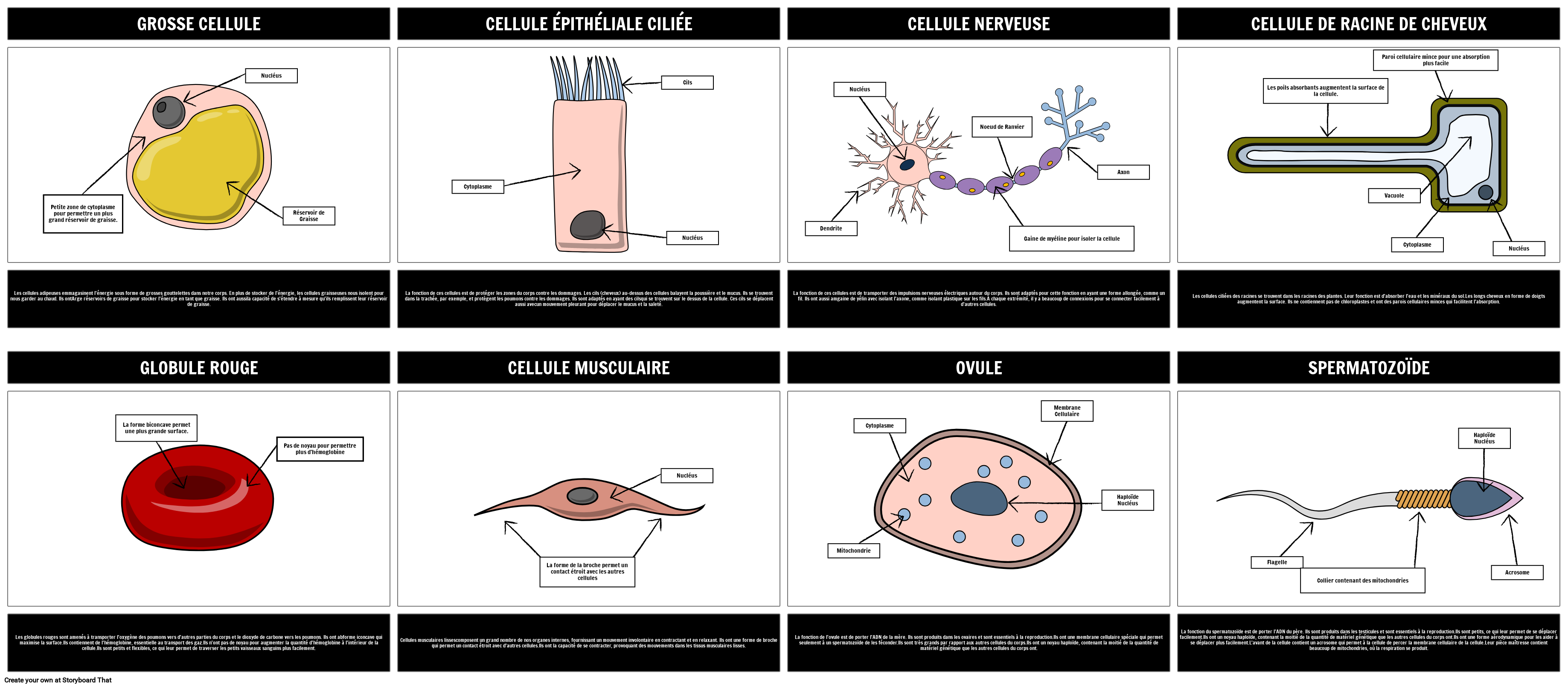 Cellules Spécialisées | Storyboards Pour les Cellules Spécialisées en ...