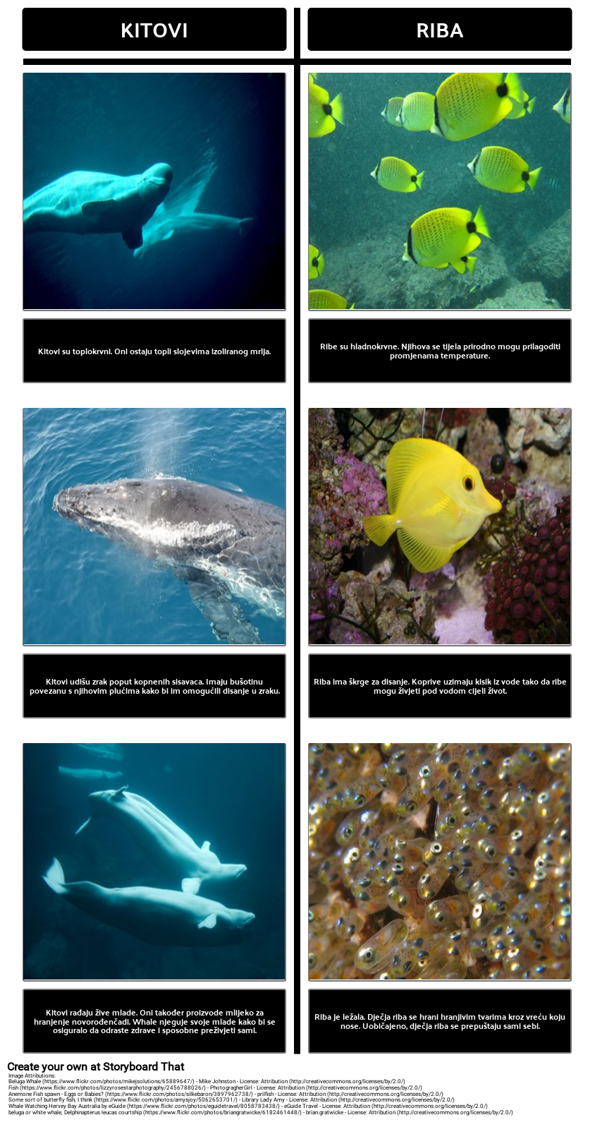 Amos i Boris - Morski Sisavci i Riba Storyboard