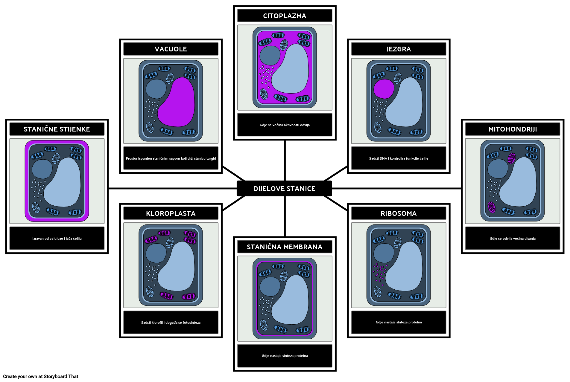 Dijelovi Biljne Stanice Storyboard by hr-examples