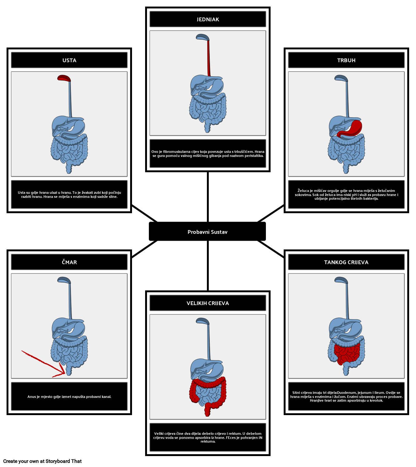 Probavni Sustav Storyboard par hr-examples