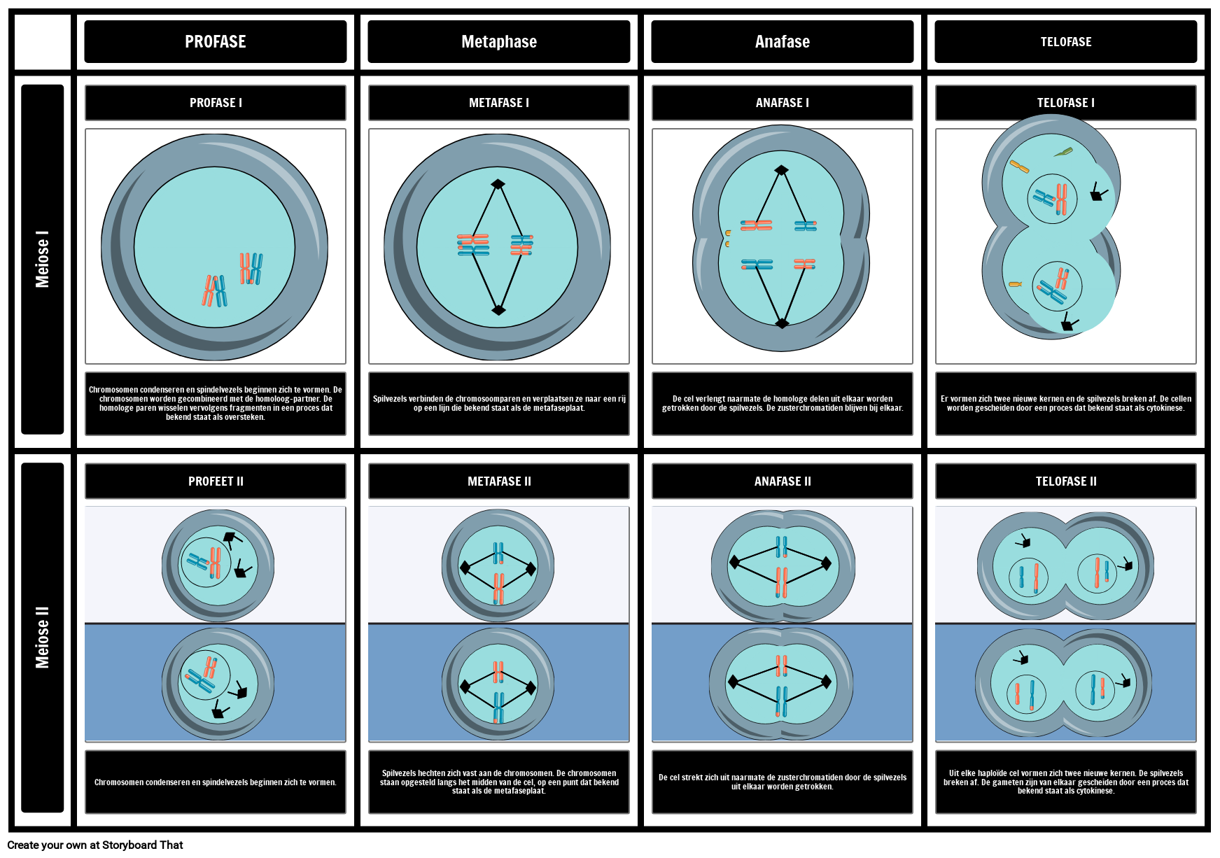 Meiosis Storyboard Por Nl examples Meiosis Storyboard Por Nl examples