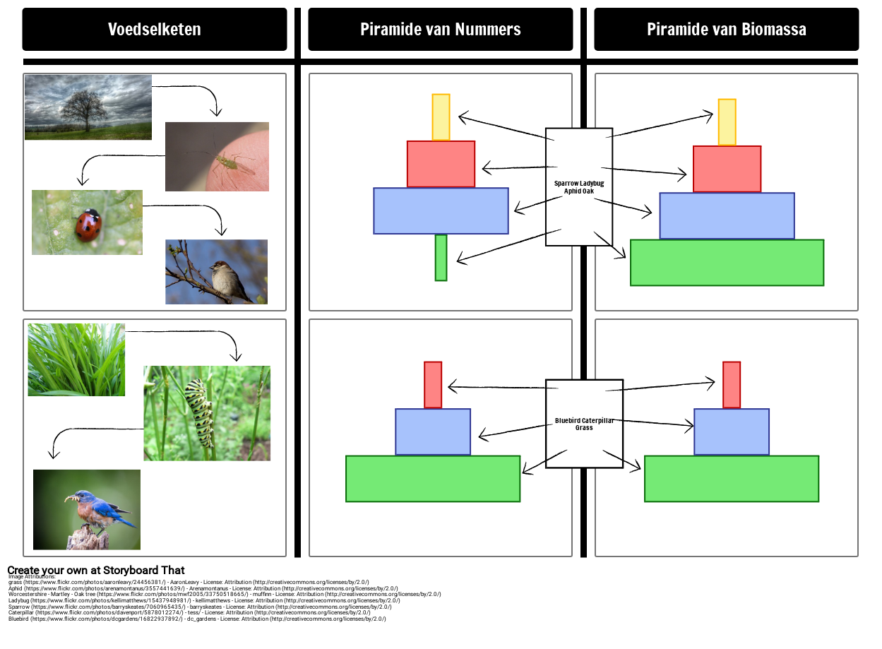 Piramides van Biomassa en de Piramides van Numbers