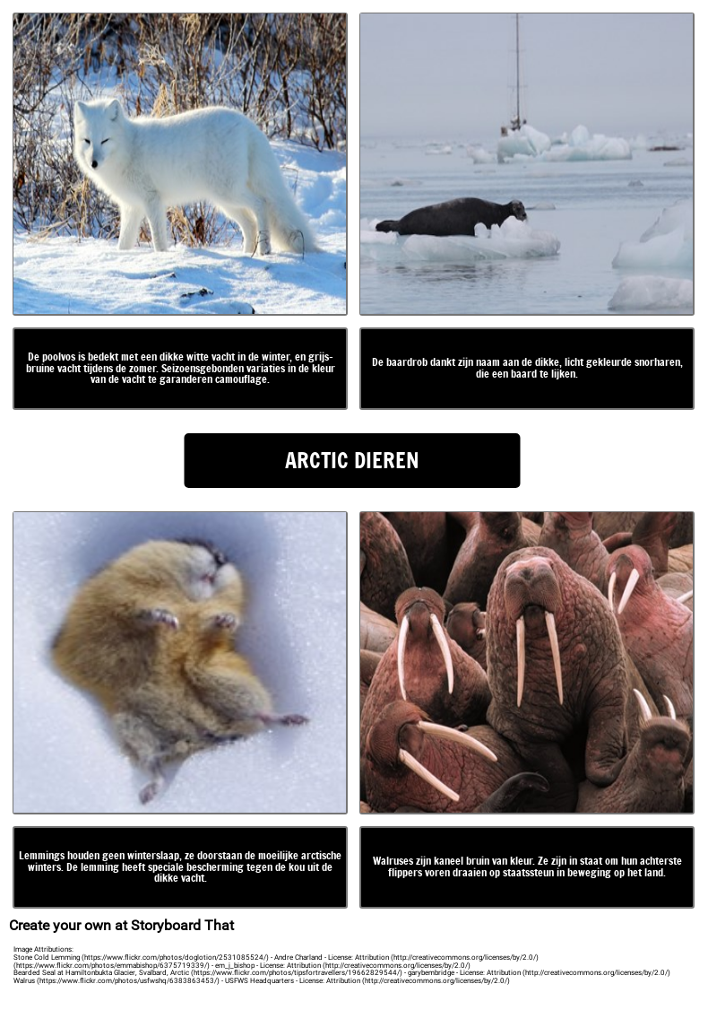 Waar Moet Polar Bears Live? Arctic Animals Storyboard
