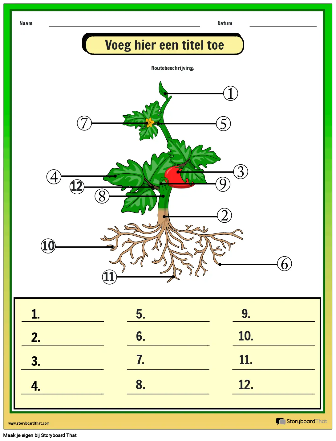 Werkblad Anatomie van planten (geavanceerd) Storyboard