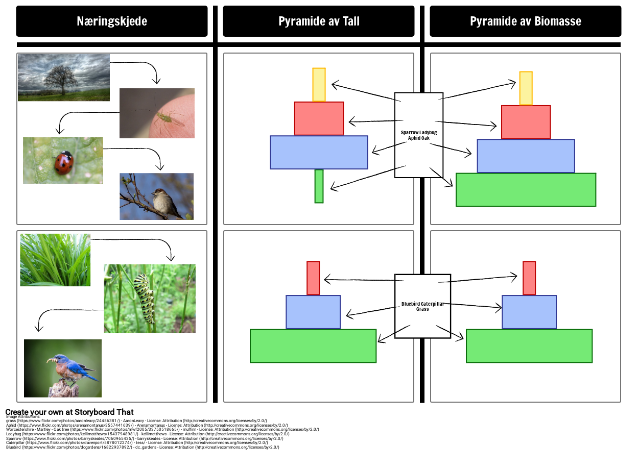 Pyramider av Biomasse og Pyramider av Tall Storyboard