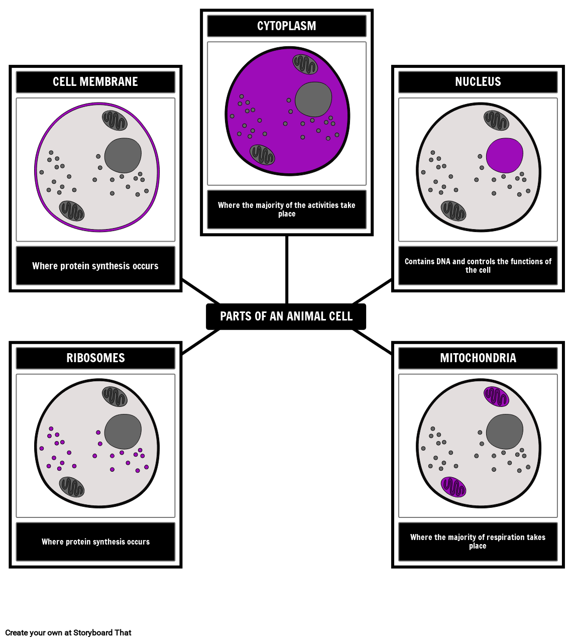 Parts Of An Animal Cell Diagram With Labels Storyboard