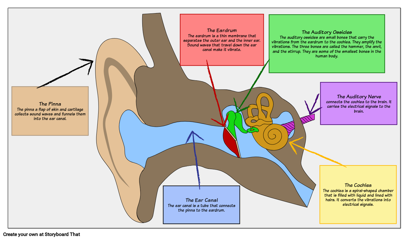 What Is Sound Waves Noise Cochlea Parts Of The Inner Ear What Is Sound Waves Noise Cochlea Parts Of The Inner Ear