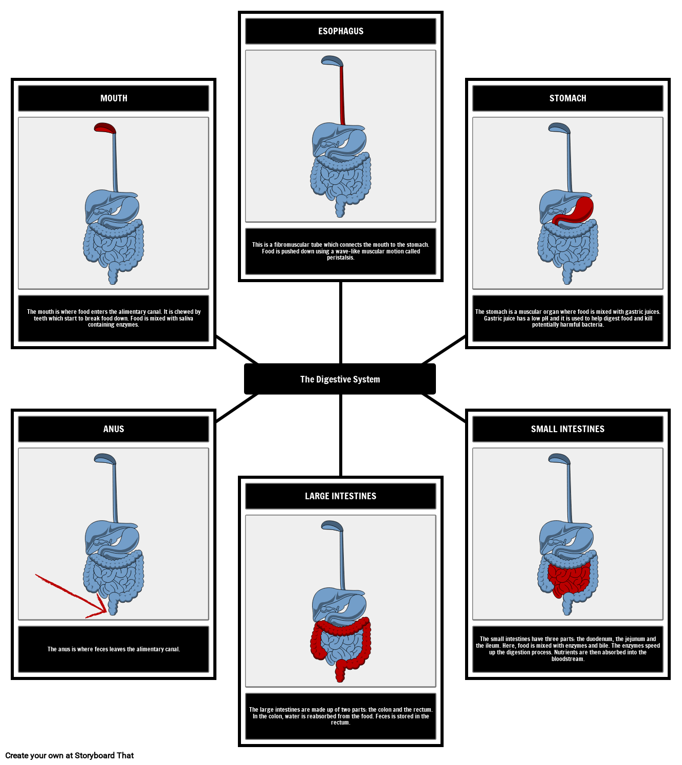 The Digestive System Diagram Comic Science Activities