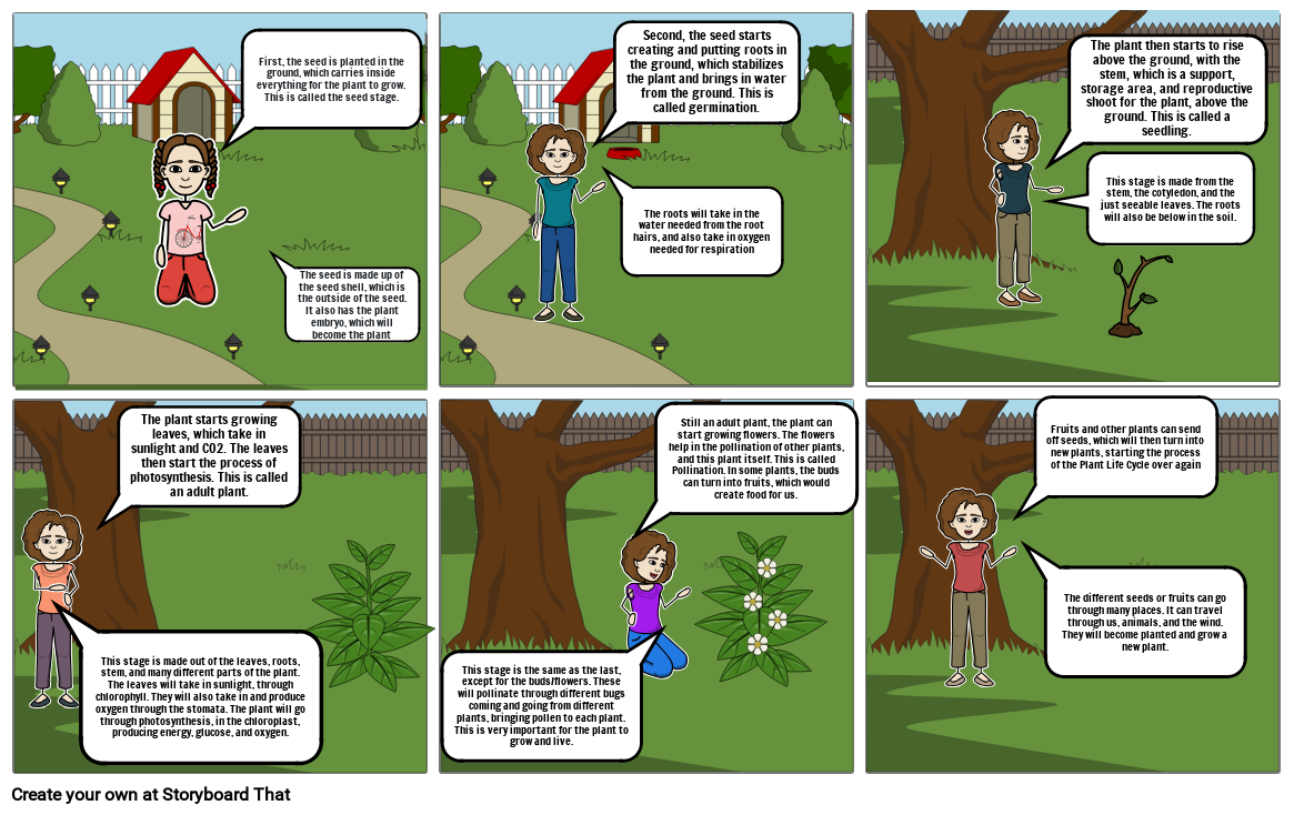 Plant Life Cycle Adventure Storyboard por princyvipin
