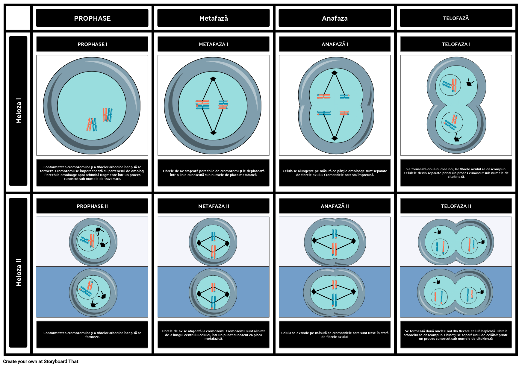Meioză Storyboard par ro-examples