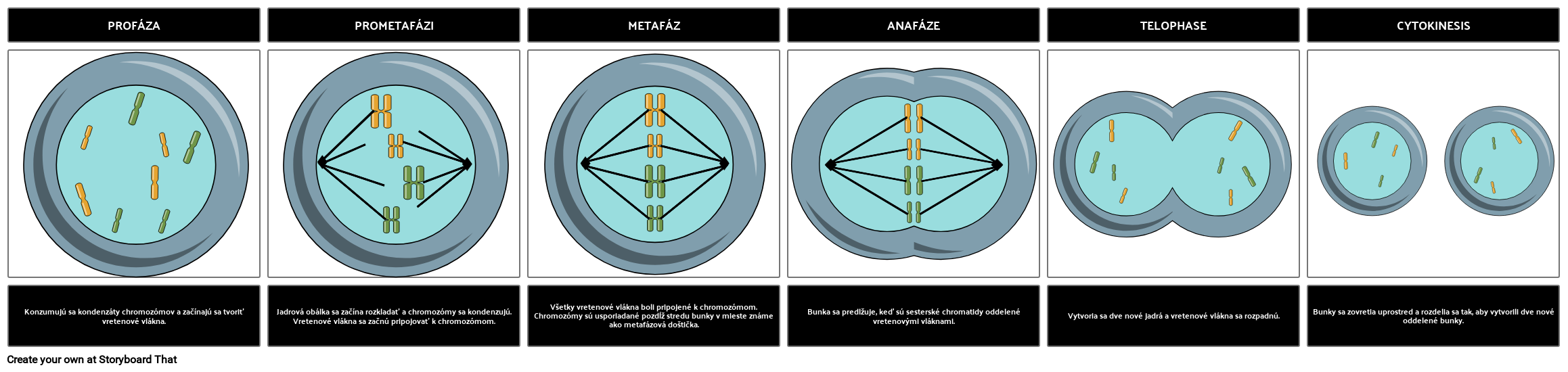 Mitosis Storyboard by sk-examples