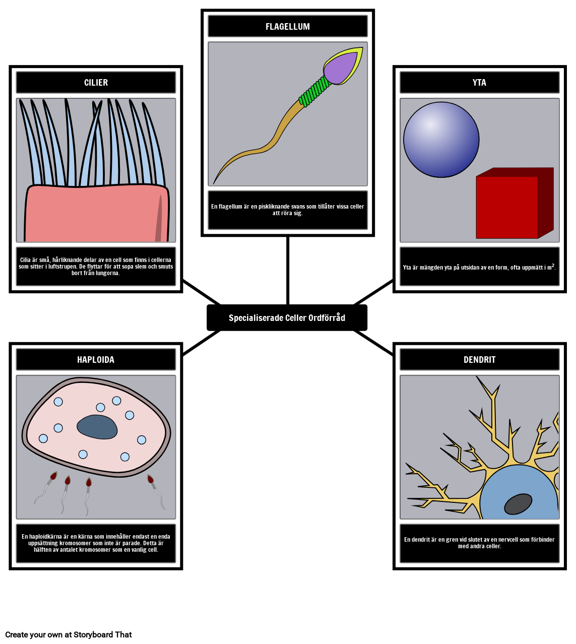 Specialized Cells Ordförrådsexempel Storyboard