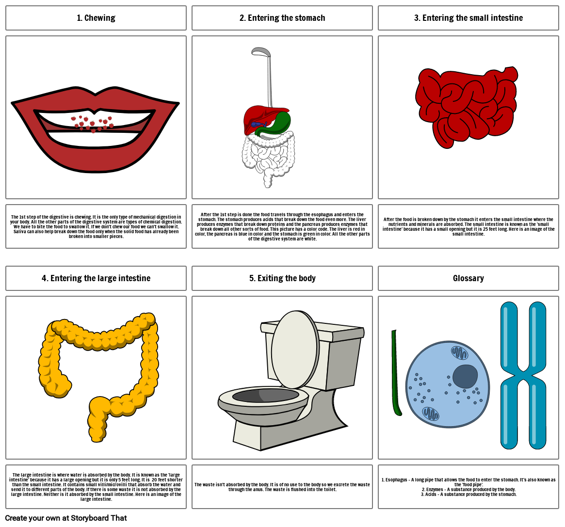 The Digestive System Storyboard By Yashod The Digestive System Storyboard By Yashod